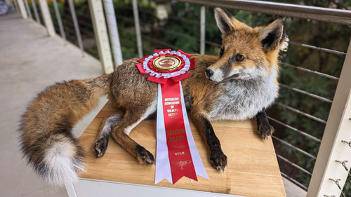 Taxidermy Laying Fox | Chimera Taxidermy