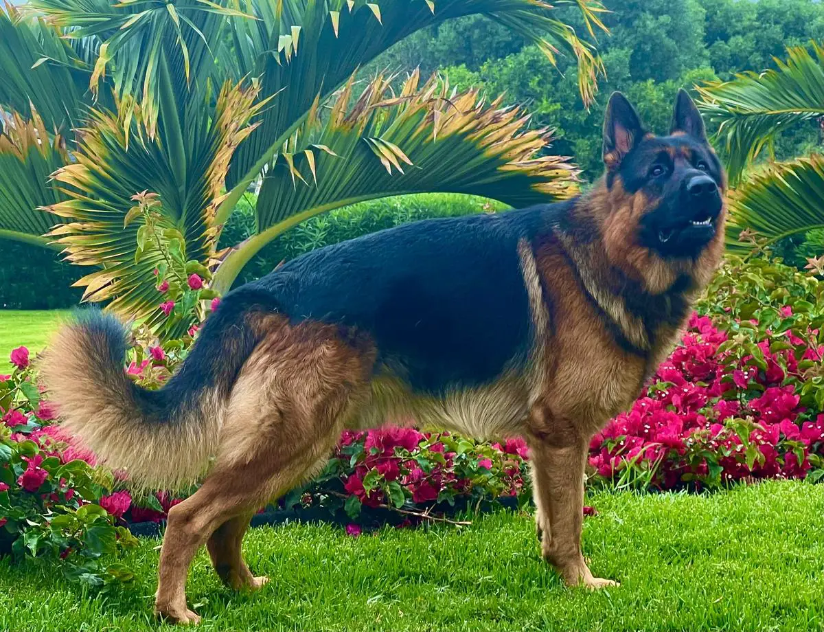 OUR DOGS | Noble Wolf German Shepherds