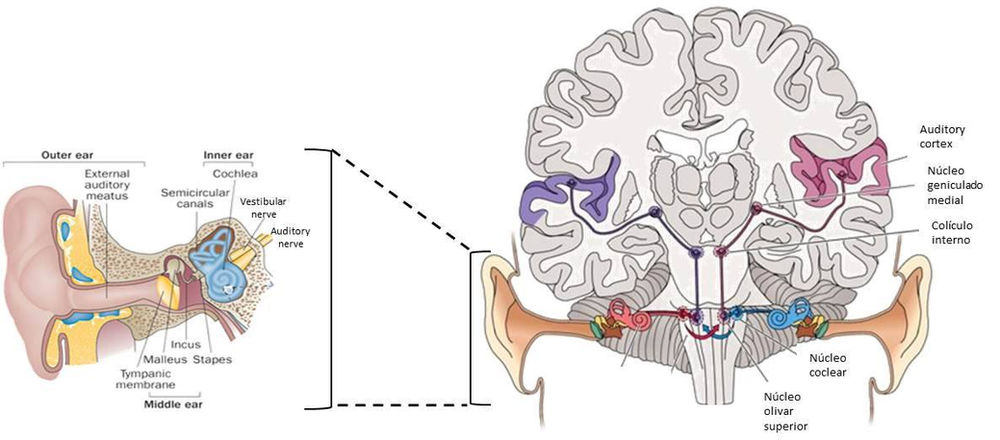 Procesamiento auditivo central TDAH y Alzheimer