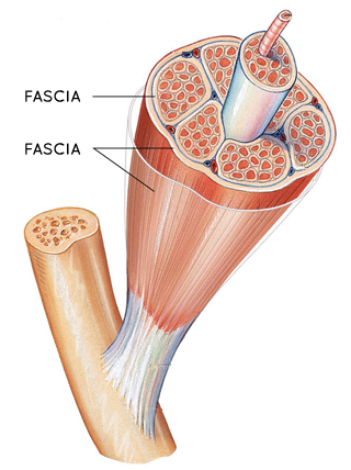 What is Myofascial Release?