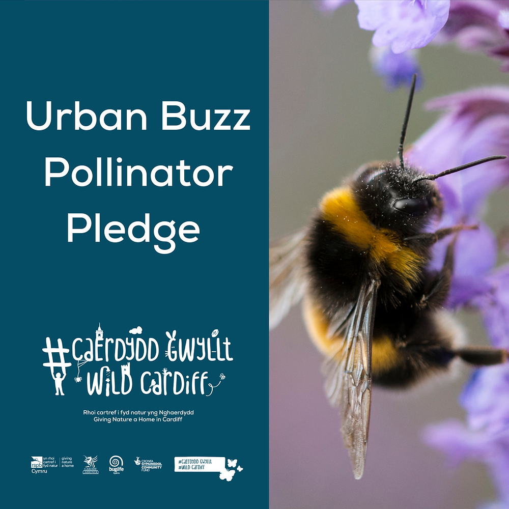URBAN BUZZ POLLINATOR PLEDGE