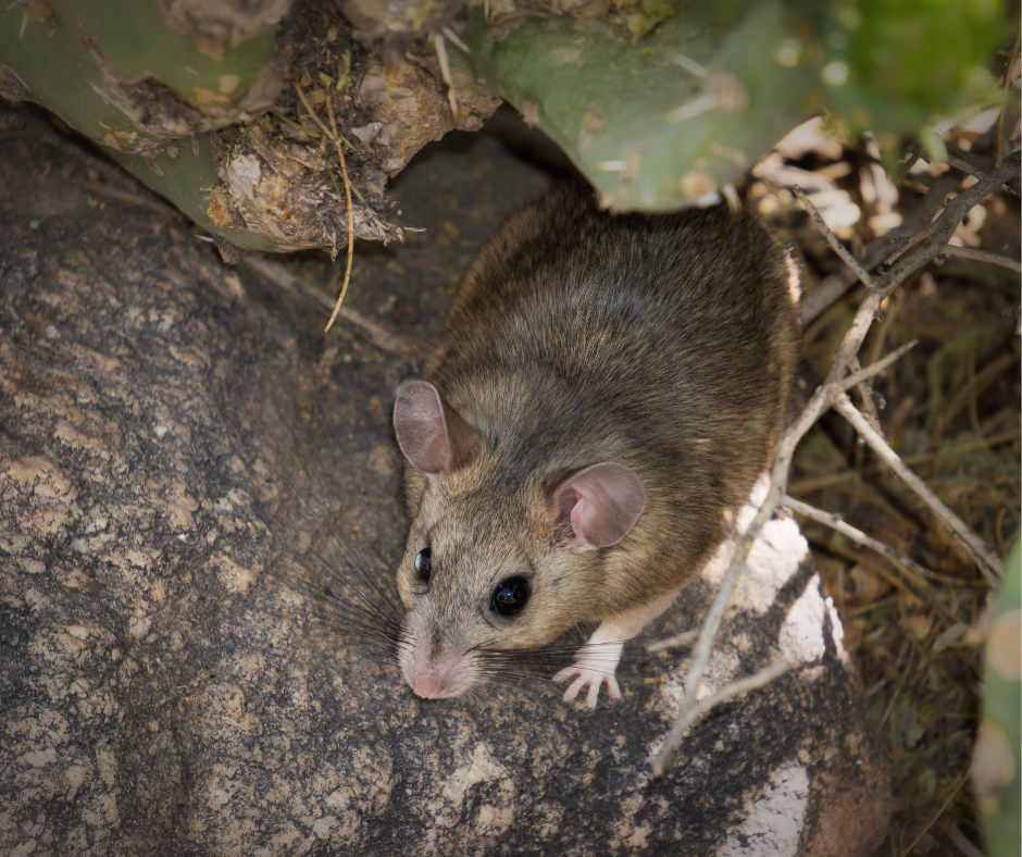 Defeating Pack Rats: Proven Tips for Success