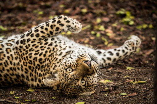 Gareth Poole | A Trusting Stare | Photos for Food