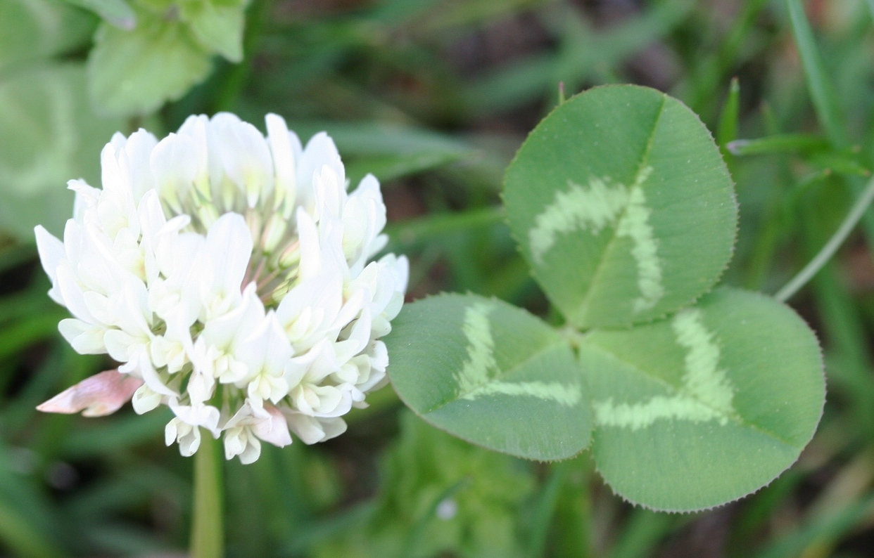 2170_White Dutch Clover