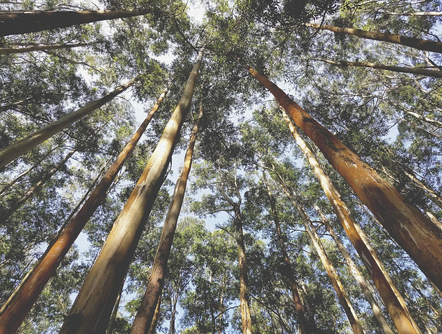 jarrah tree practice