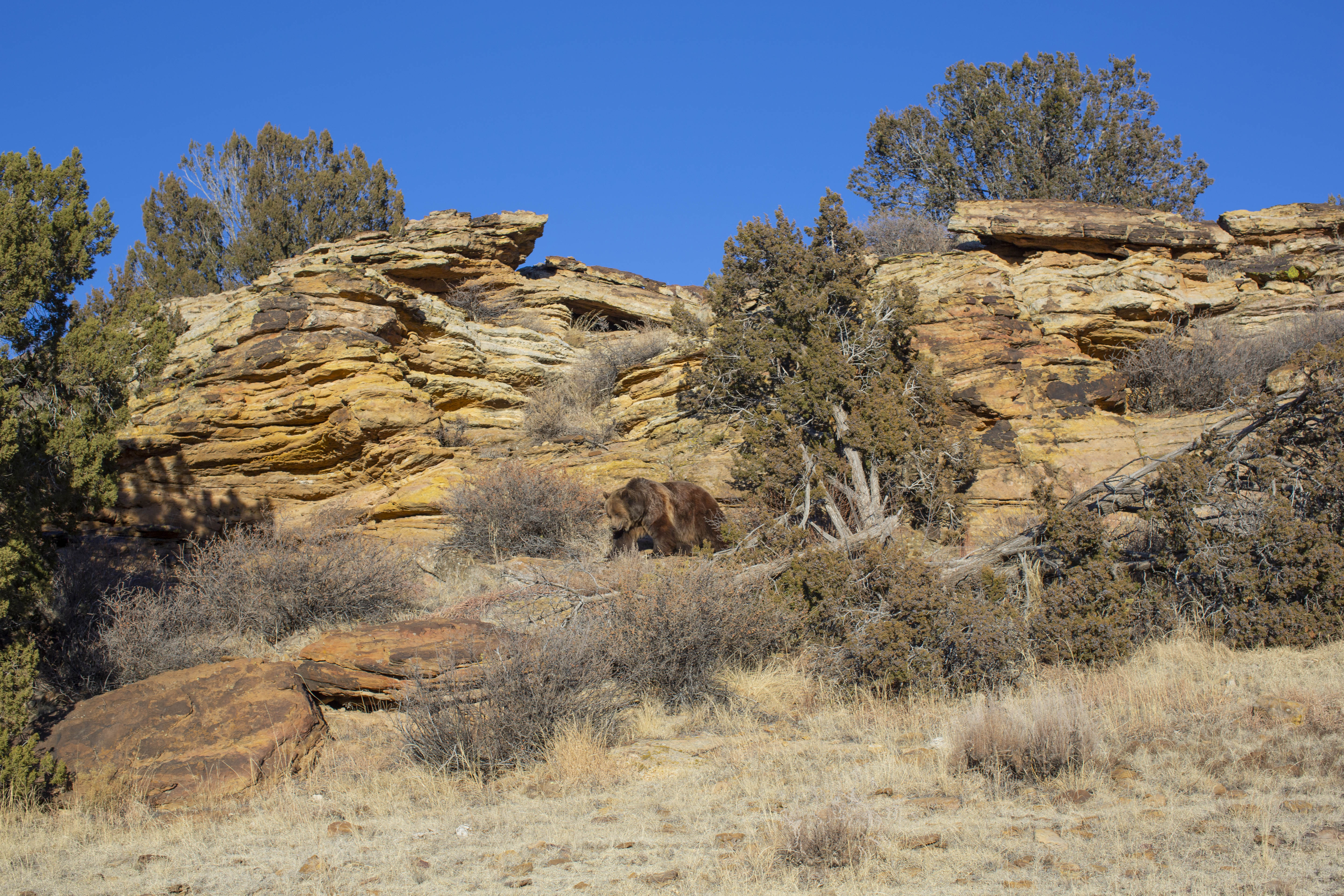 The Wild Animal Refuge | Springfield, CO | The Wild Animal Refuge