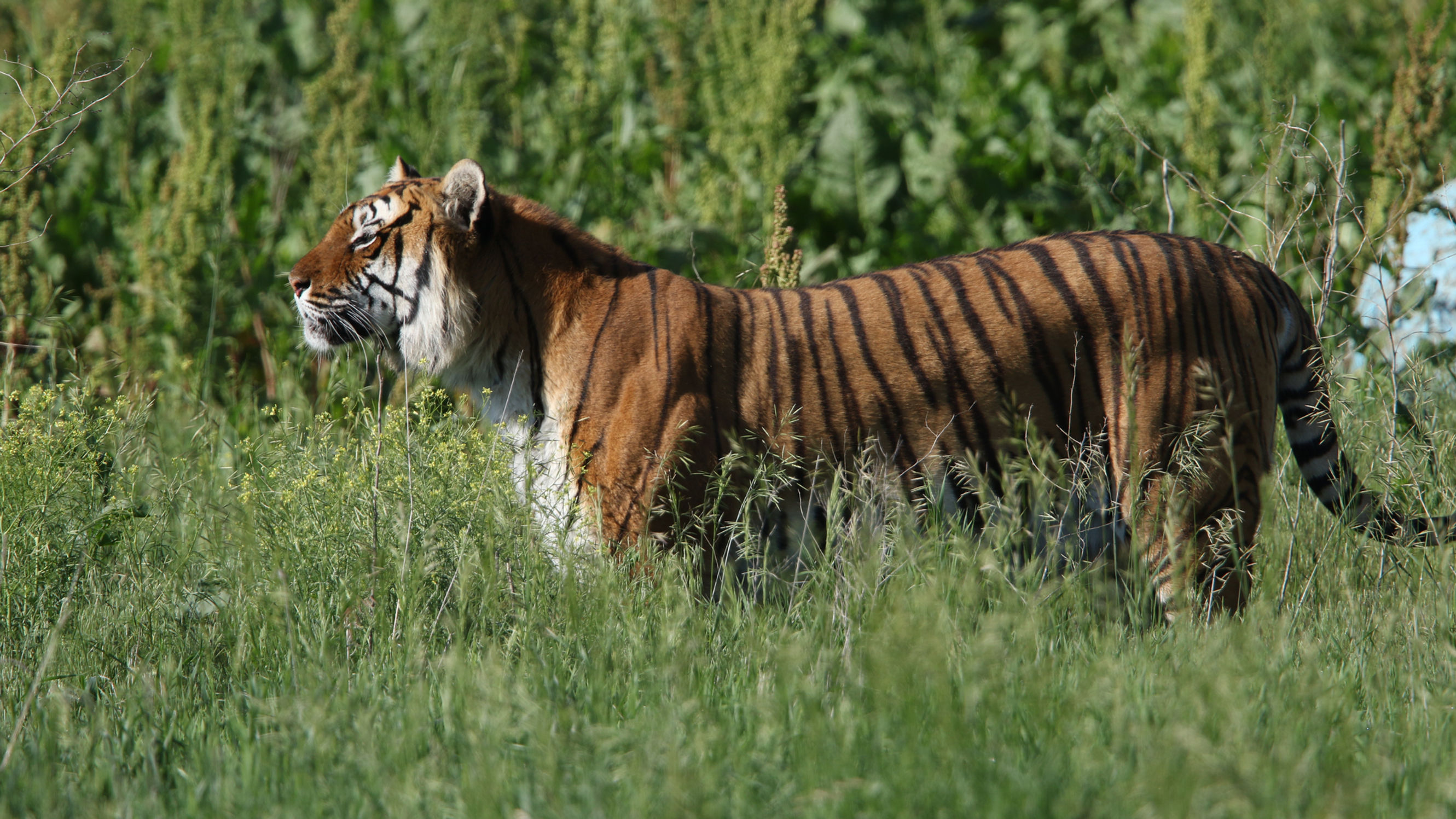 The Wild Animal Refuge | Springfield, CO | Wildlife Refuge