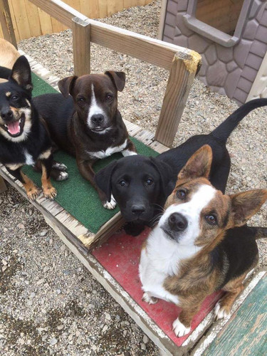 Cookie | all-bright-canines