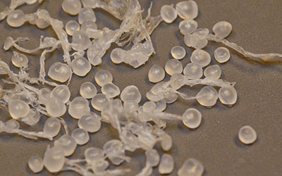 Pellet Screening | PolyClean