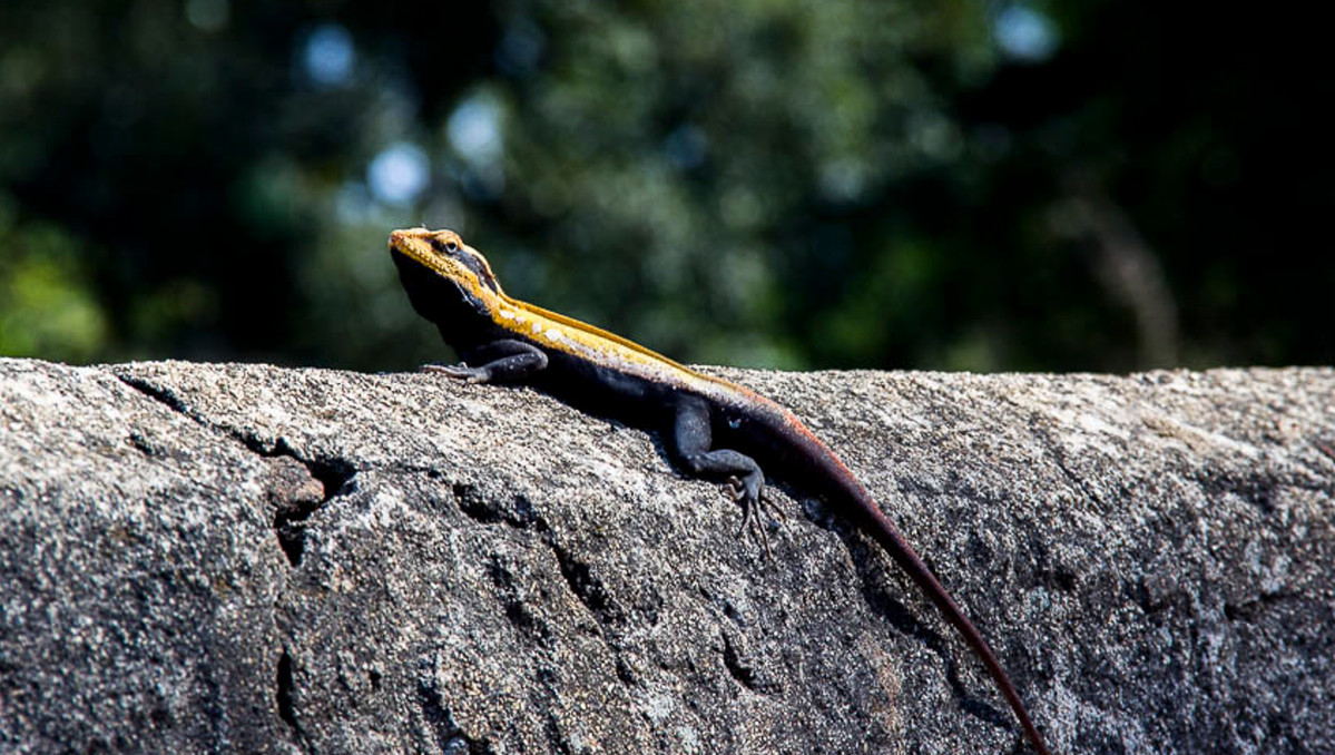 GITSU PHOTOGRPHY | Wildlife