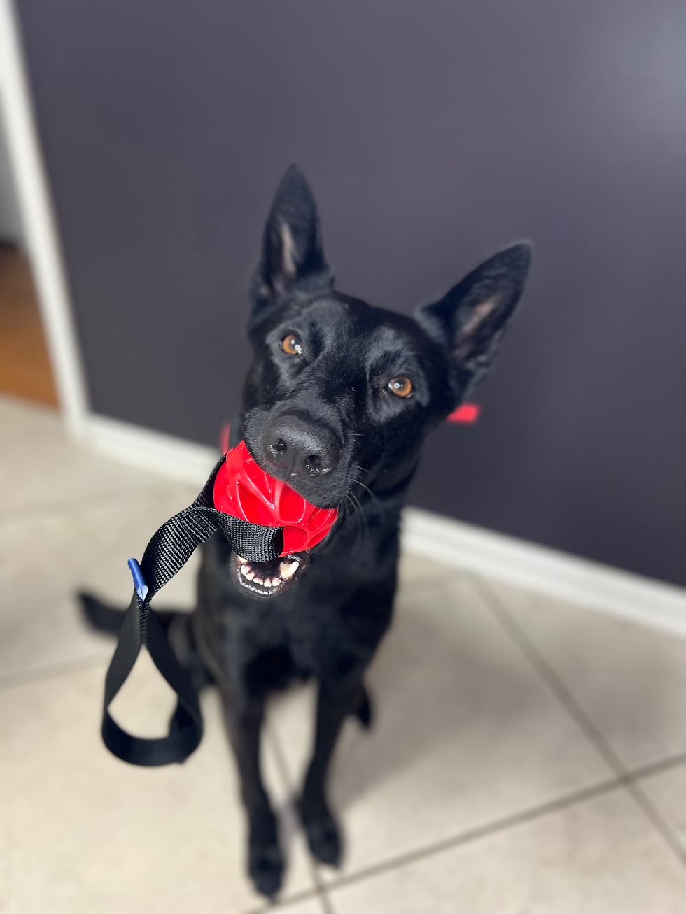 Airborne K9 Dog Training | Canine Training and Behavior Center