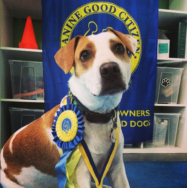 The AKC Urban Canine (CGCU) Test