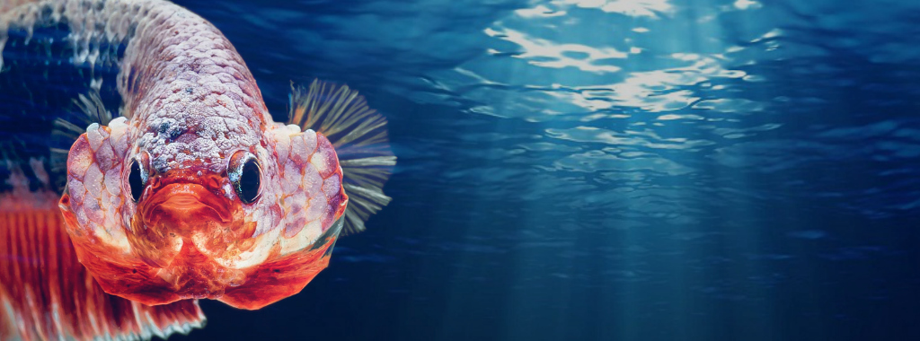 Bettas | Fishchick Aquatics