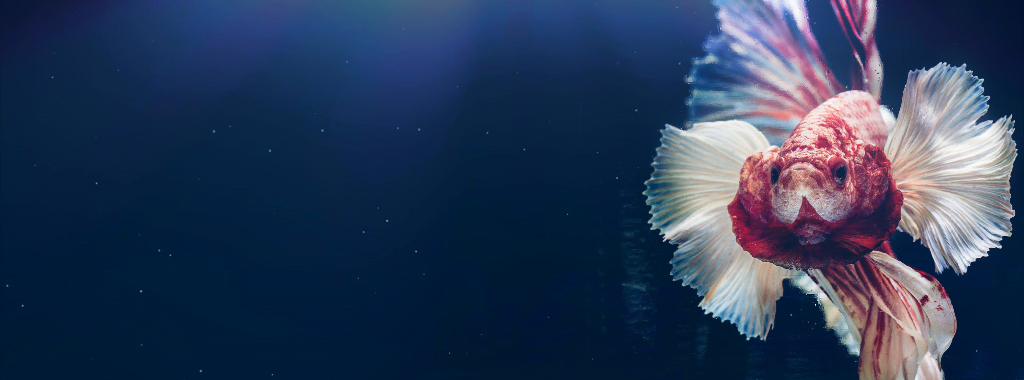 Bettas | Fishchick Aquatics