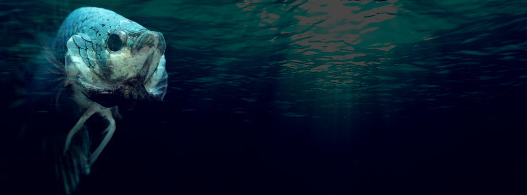 Bettas | Fishchick Aquatics