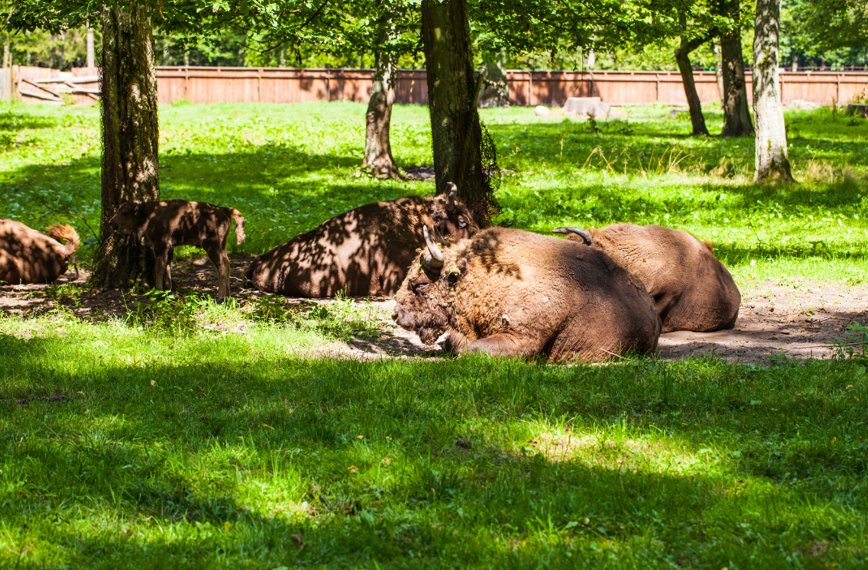 BEST of nature in Poland - The Walking Parrot