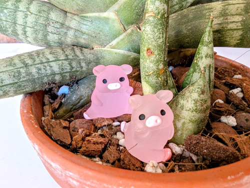 Plant Buddies - Pig | Arcadia Plants