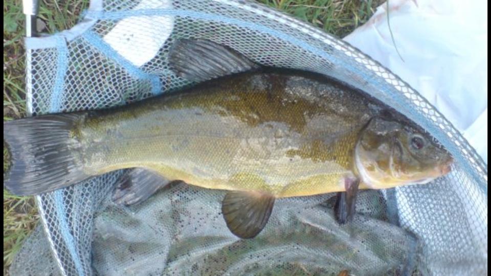 Fishing Bait Suppliers | Sunny Bank Baits | West Yorkshire