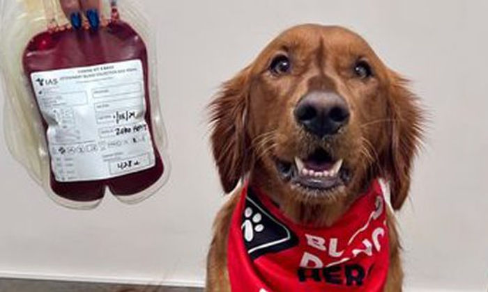 The VEG Blood Bank for Dogs Accepting Canine Blood Donors | VEG ER for Pets