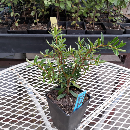 Hebe Garden Beauty Busht shrub. Light lavender flowers in Spring ...