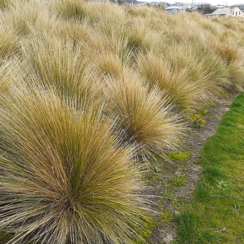 Poa Cita, Silver Tussock. Great for mass planting dry sites. Hardy ...