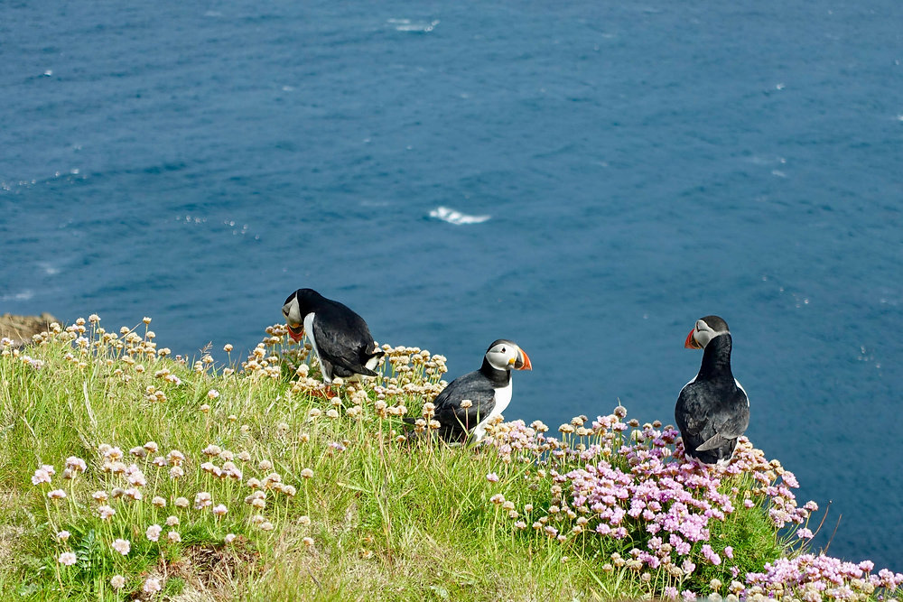 Chapter 4 — Huffin’ and Puffin