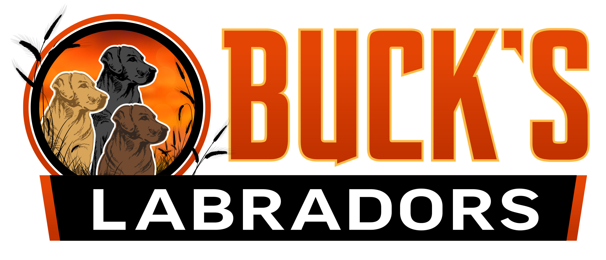 Buck's Labradors | Labrador puppies for sale | Iowa