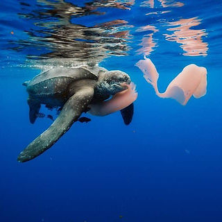 sea turtle leatherback