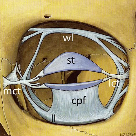 Suspensory System | Jonathan Dutton Ocul