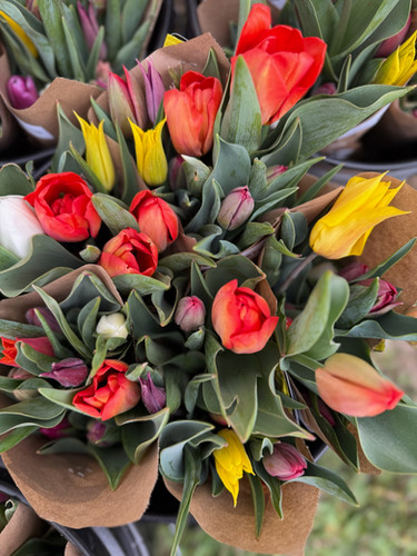 Full Spring Tulip Subscription - 2026 | Billingsley Blooms