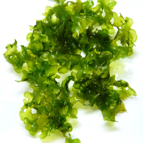 Musgo de Pelia | Discus Py