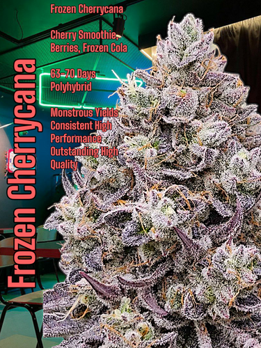 ARTISAN BIRD FEED: FROZEN CHERRYCANA | Kanga Seeds