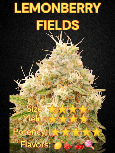 ARTISAN BIRD FEED: LEMONBERRY FIELDS | Kanga Seeds