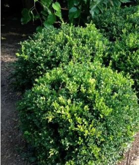 Winter Gem Boxwood | Love's Nursery