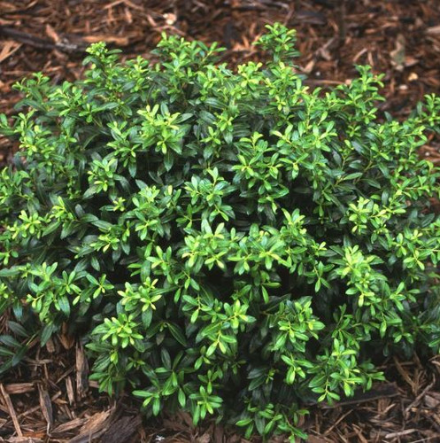 Soft Touch Holly - Japanese | Love's Nursery