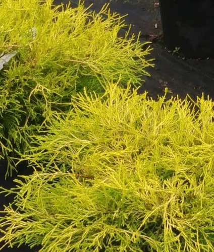 Gold Mop False Cypress | Love's Nursery