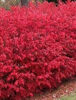Dwarf Burning Bush | Love's Nursery
