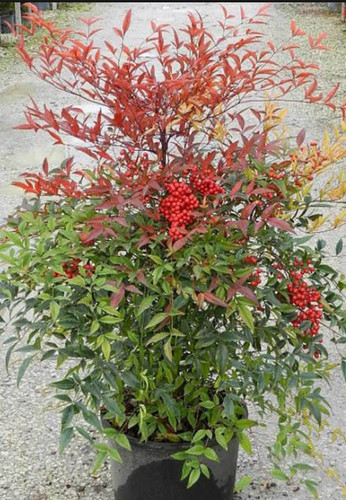 Nandina Domestica Compacta | Love's Nursery