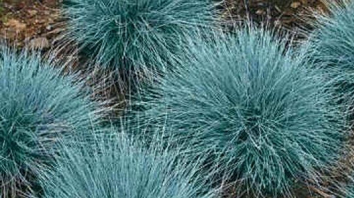 Blue Fescue Grass | Love's Nursery