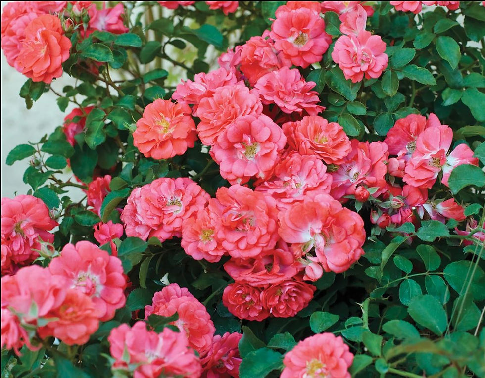 Coral DRIFT Rose | Love's Nursery