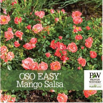 Oso Easy® Mango Salsa Rose | Love's Nursery