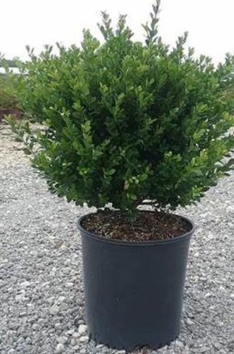 Compacta Holly | Love's Nursery