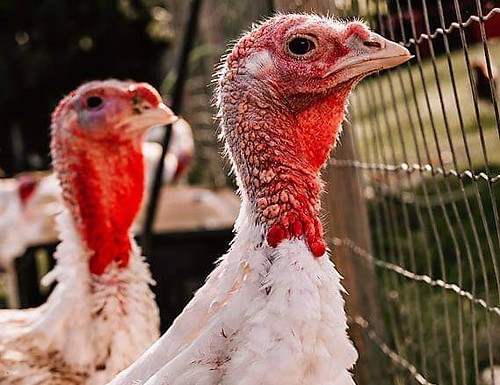 Poultry | Marsden Meadows Farm And Abattoir | Comox