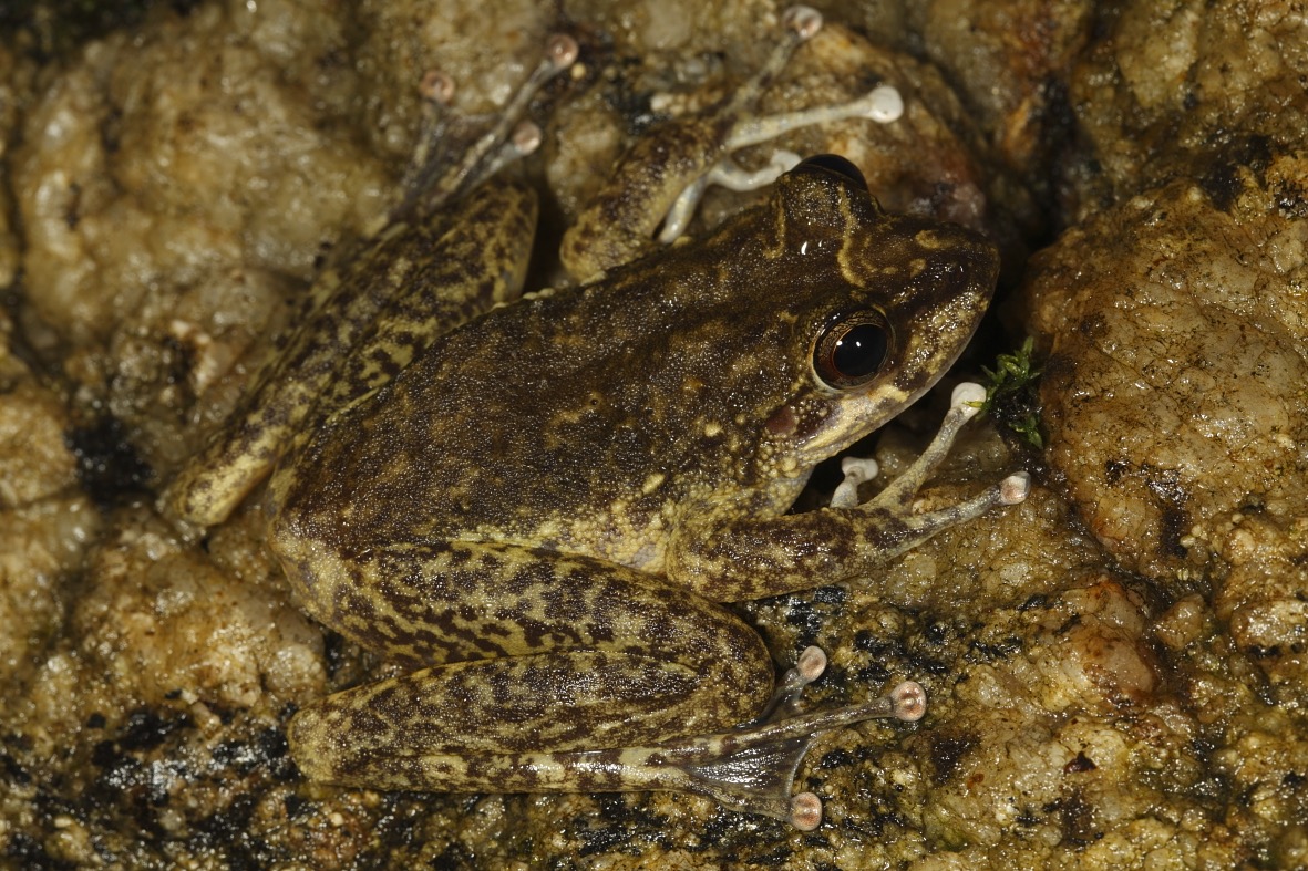 Sierra Nevada de Santa Marta | Fundación Nativa | Colombia