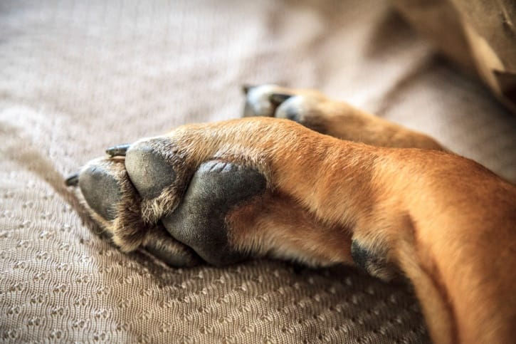 Corns on a Dog's Paws