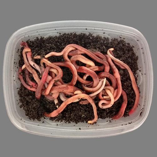 Boite Dendro XXL | FishWorm