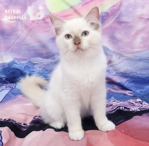 Leo- Cinnamon Mink Mitted Cherubim Ragdoll Boy | Astralragdolls