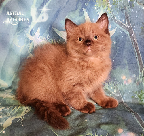 Zen, Seal Sepia Cherubim Ragdoll | Astralragdolls