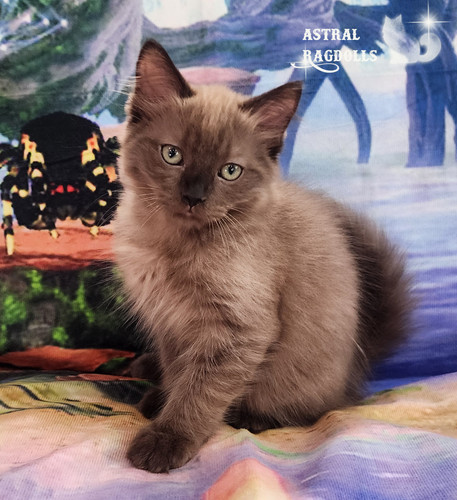 Zen, Seal Sepia Cherubim Ragdoll | Astralragdolls