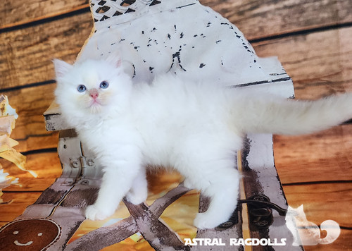 Vitale is Flame point Mitted Traditional Ragdoll Boy or Girl | Astralragdolls